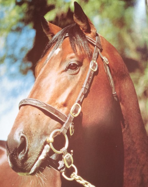 Moving on from Danehill | The Thoroughbred Link