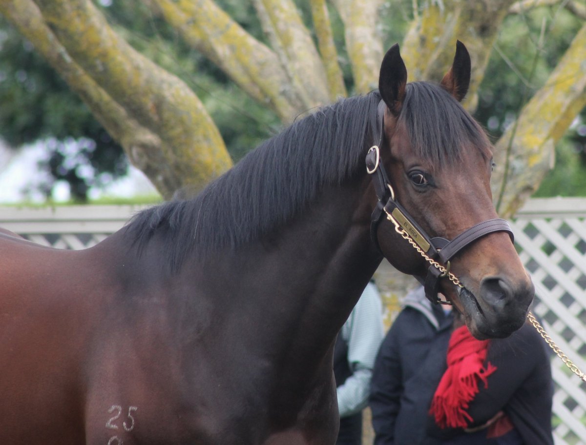 El Roca – A Rocket Man Stallion | The Thoroughbred Link