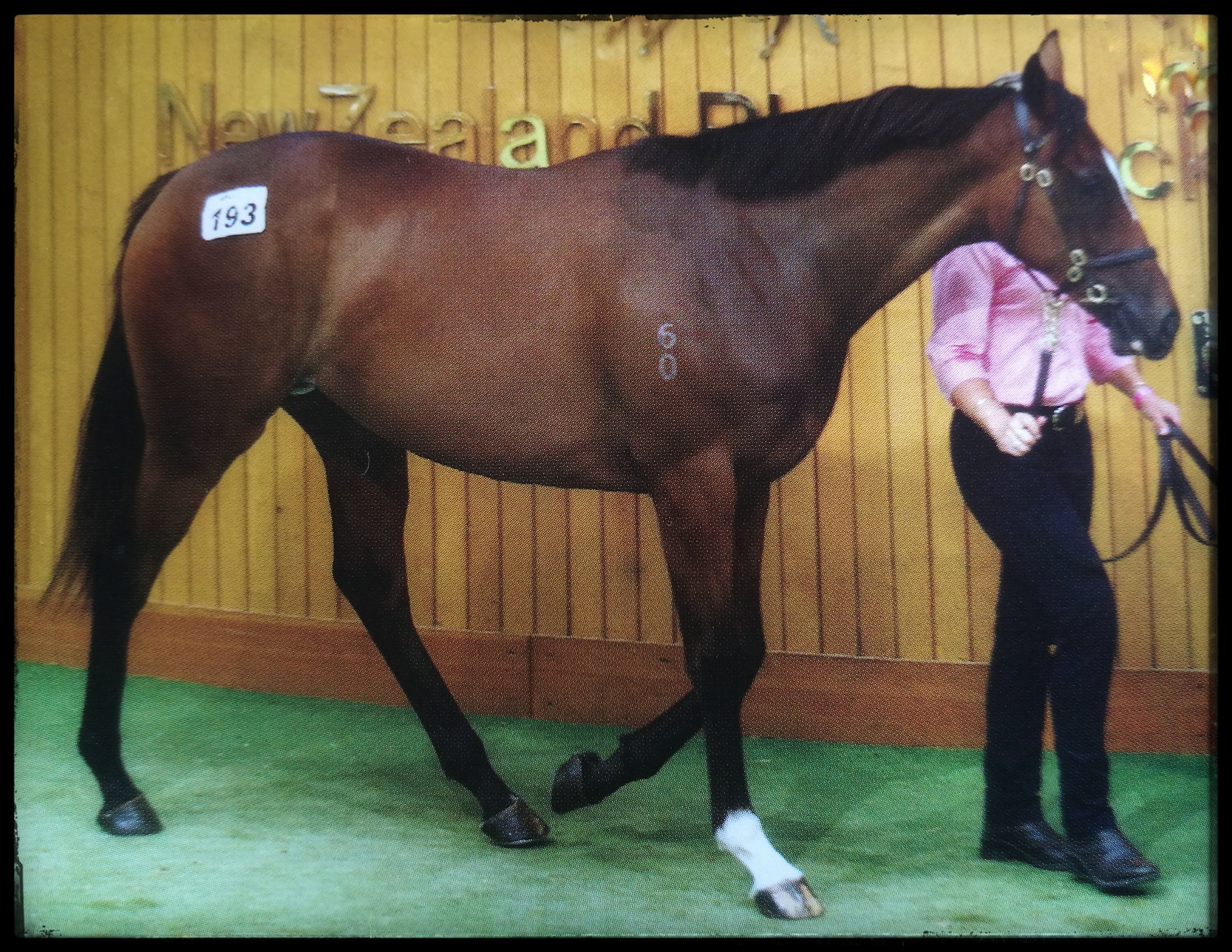 New Zealand G1: Molly Bloom | The Thoroughbred Link