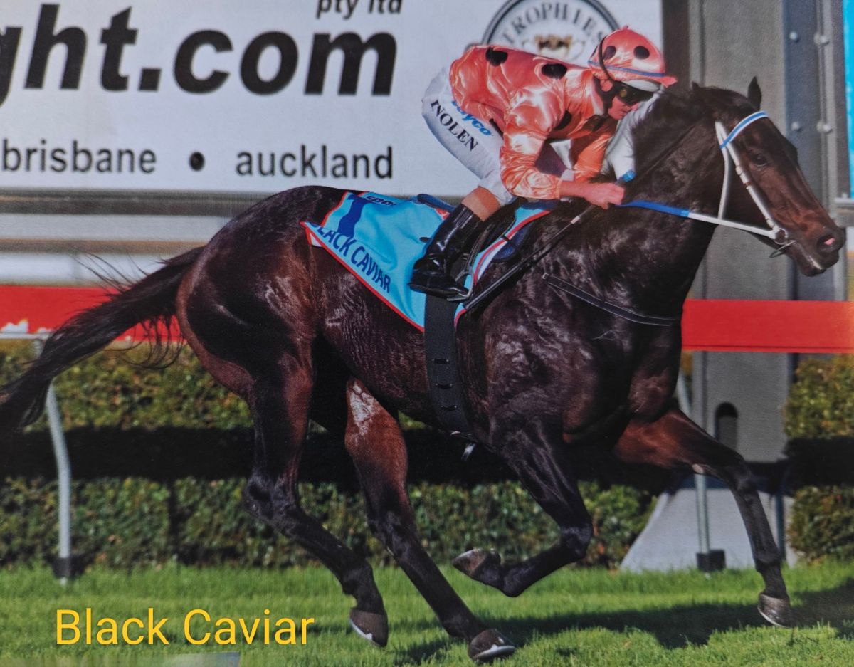 recapturing… Black Caviar (AUS) | The Thoroughbred Link